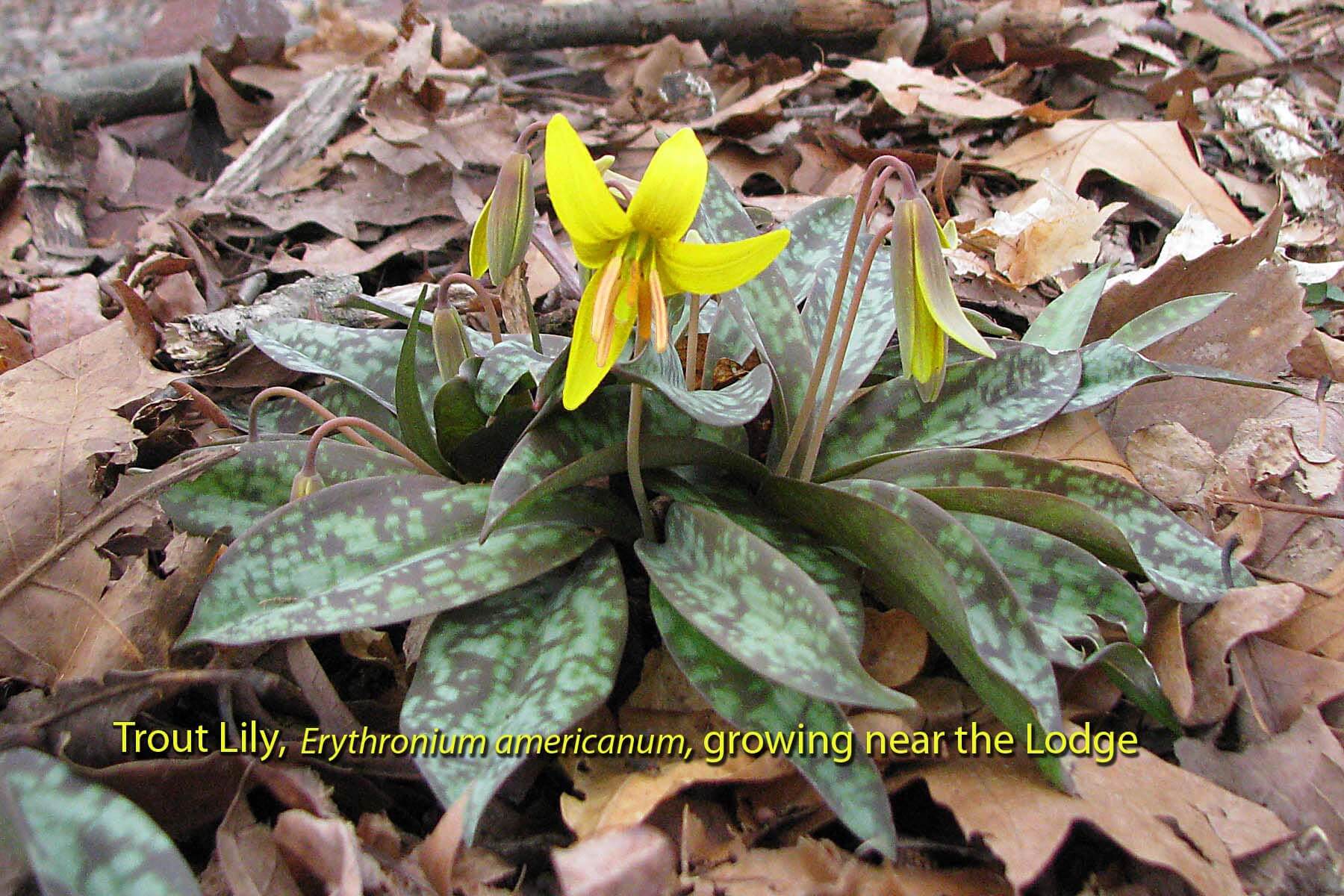 Beautiful Native Wild Flowers - Deer Park Camp and Retreat Center